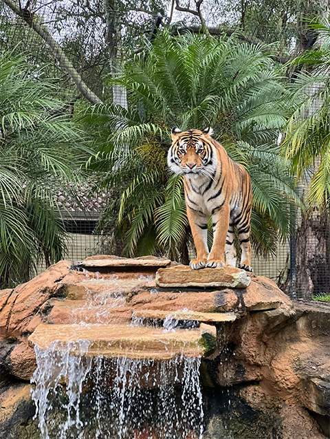 The tiger pool is continually crystal clear, and backwashing is at a minimum - The tiger pool is ...